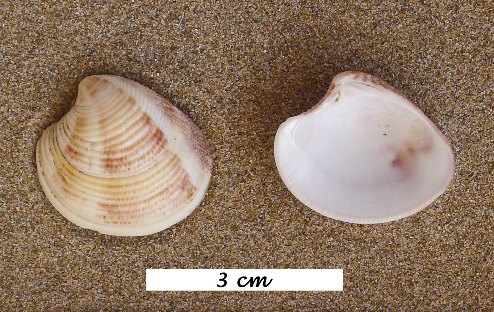 Tesoros a la orilla del mar: Chirla