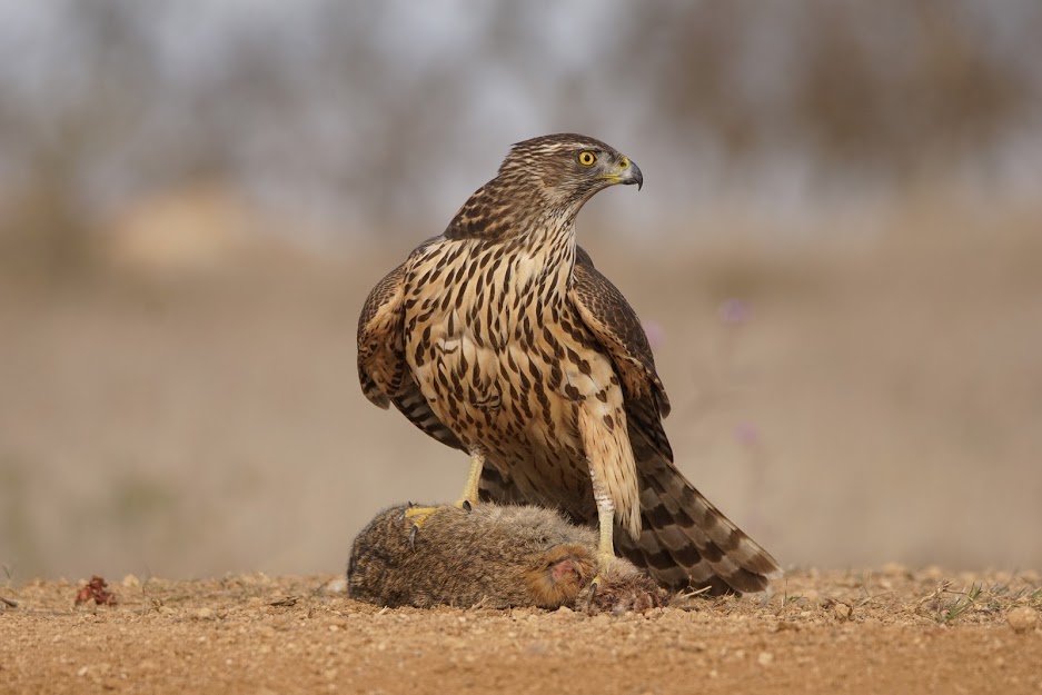 Pasión por las aves: Azor común.(Accipiter gentilis)