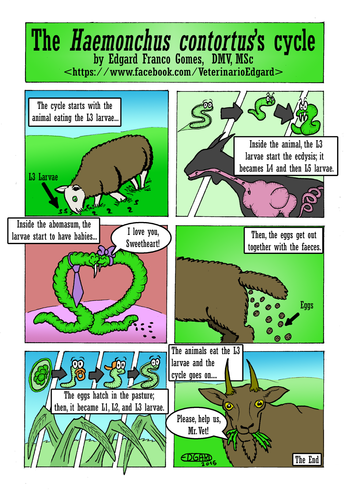 Protocolos Veterinários em Quadrinhos!!: The Haemonchus contortus's cycle!