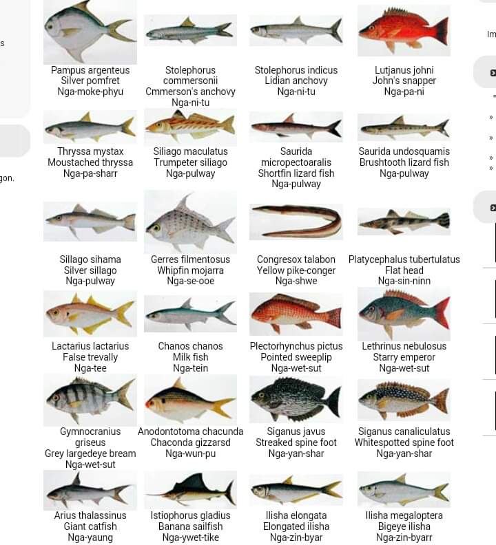 ဇေကြီး: Marine Fish of Myanmar