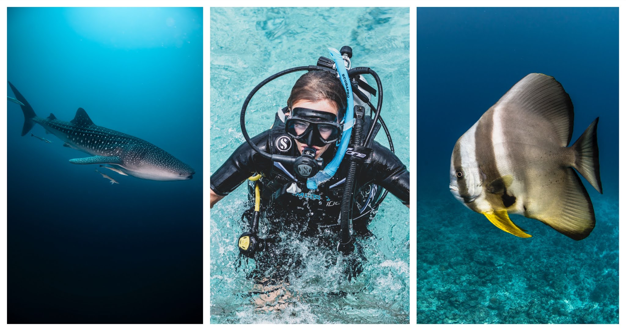 diveOceanus Maldives