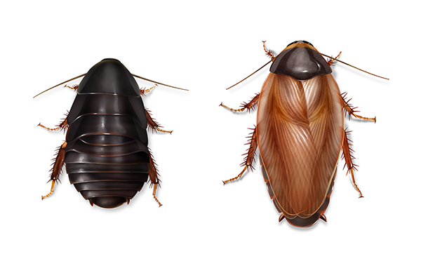 The Surinam cockroach or greenhouse cockroach scientific illustration