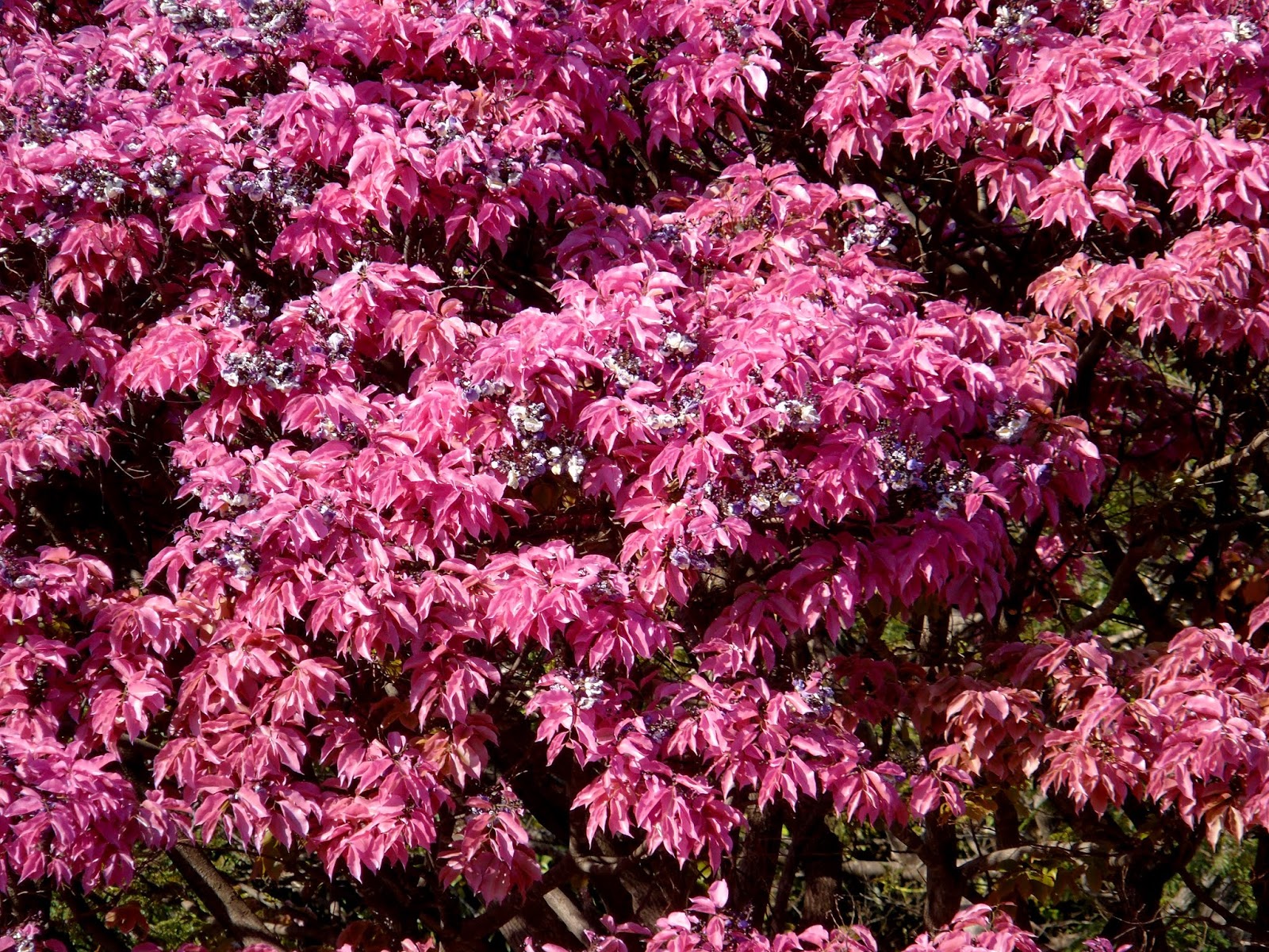 Sapucaia (Lecythis pisonis Cambess.) | A planta da vez