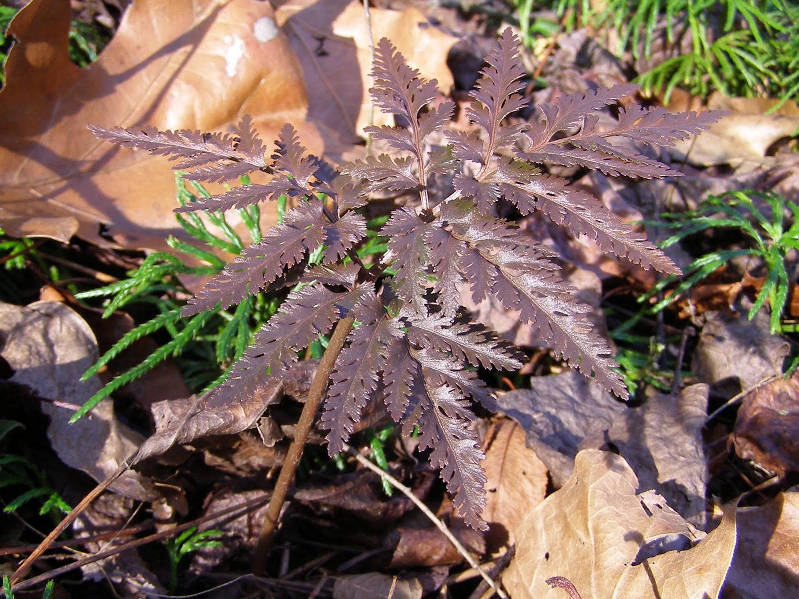 Blue Jay Barrens: Grape Ferns