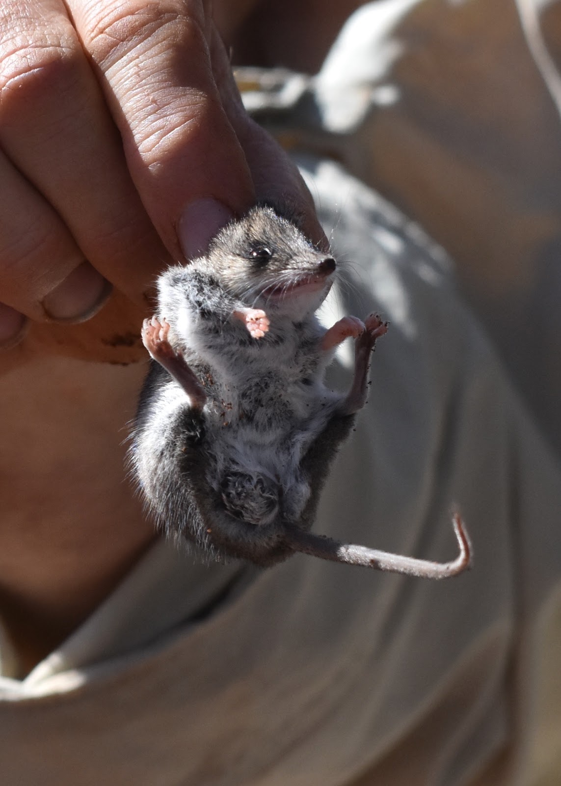 9001mammals: COMMON DUNNART