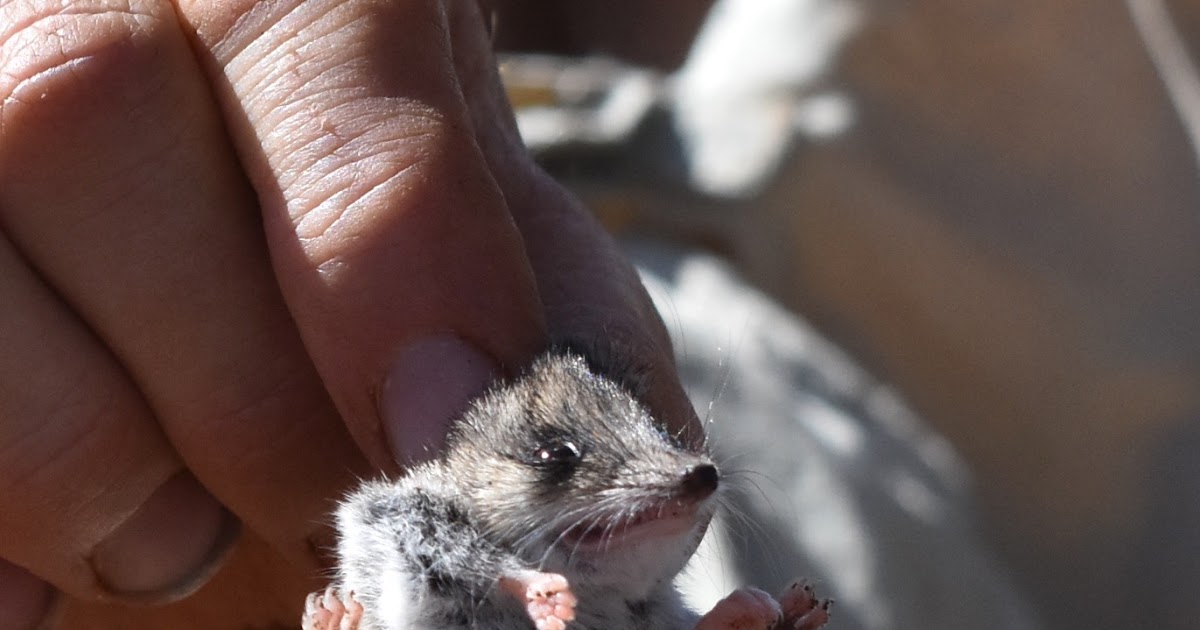 9001mammals: COMMON DUNNART