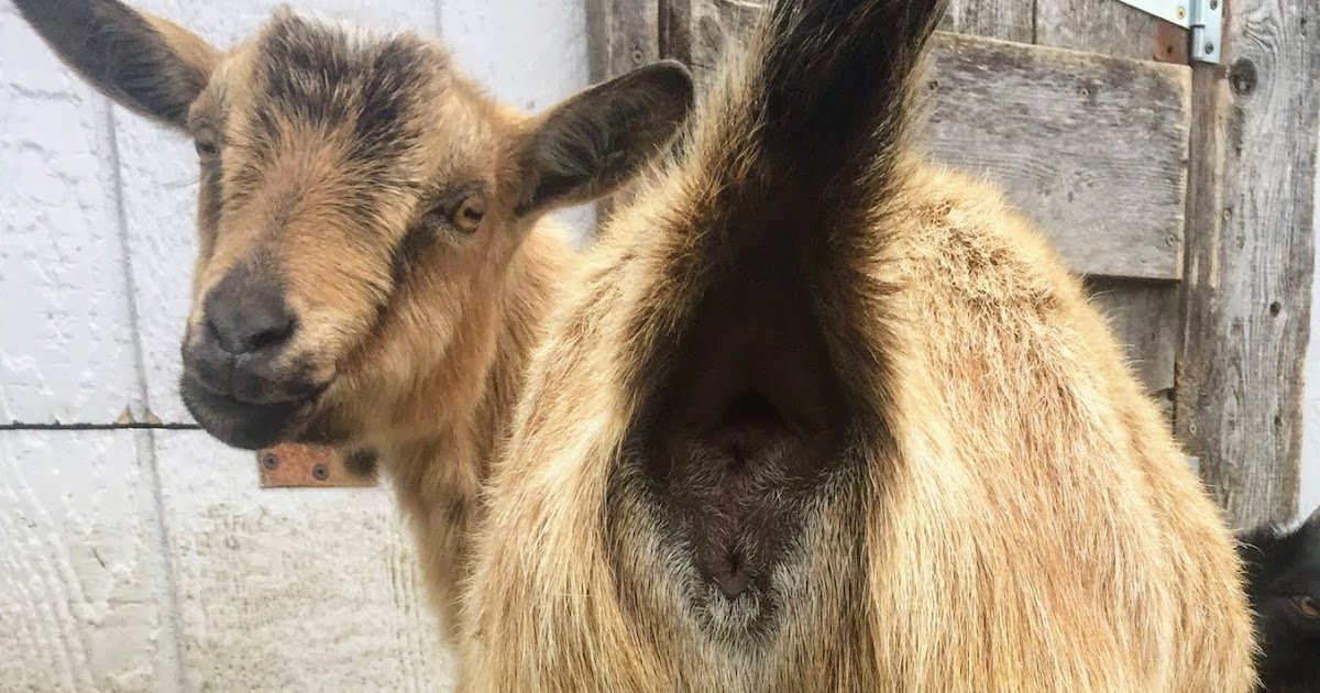 Gael Glen Farm & Apiary: Guess What? Goat Butt!