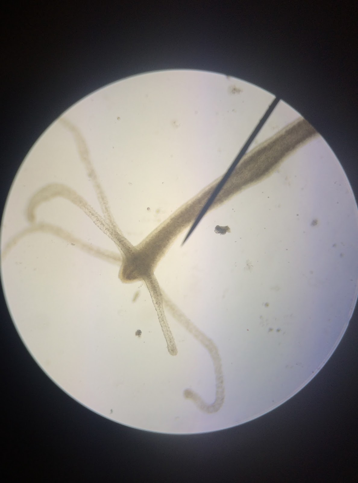 Zoology At MHS: Hydra We dissected from the lab!