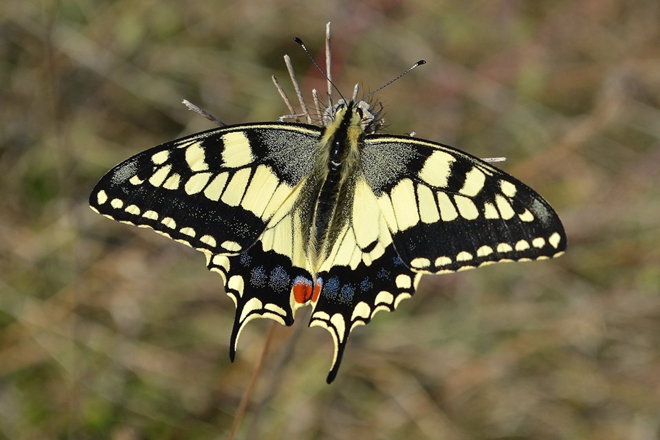 La Gazette de Babo: Machaon première génération
