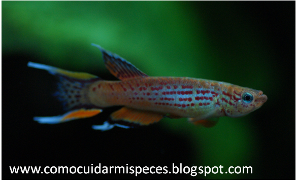 Killi Cabo López . Ficha