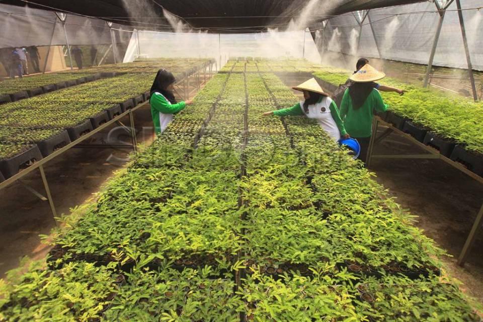 PENGERTIAN DEFINISI ISTILAH ARTI KATA: JENIS JENIS PERSEMAIAN ...