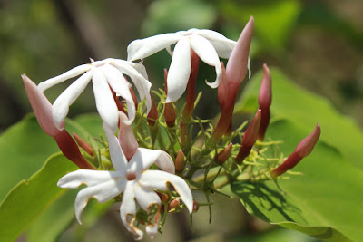 Journeys across Karnataka: Talewadi: cascade in Mahadeyi river