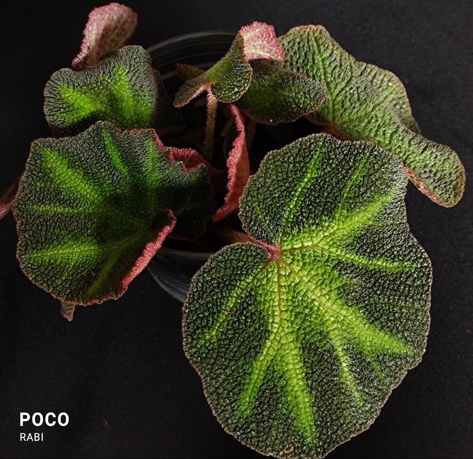 Garden Chronicles of James David: Begonia Soli-mutata / Sun Changing ...