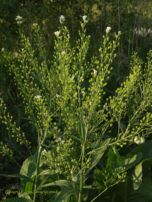 Chwile zaChwycone: Warzęcha, chrzan pospolity