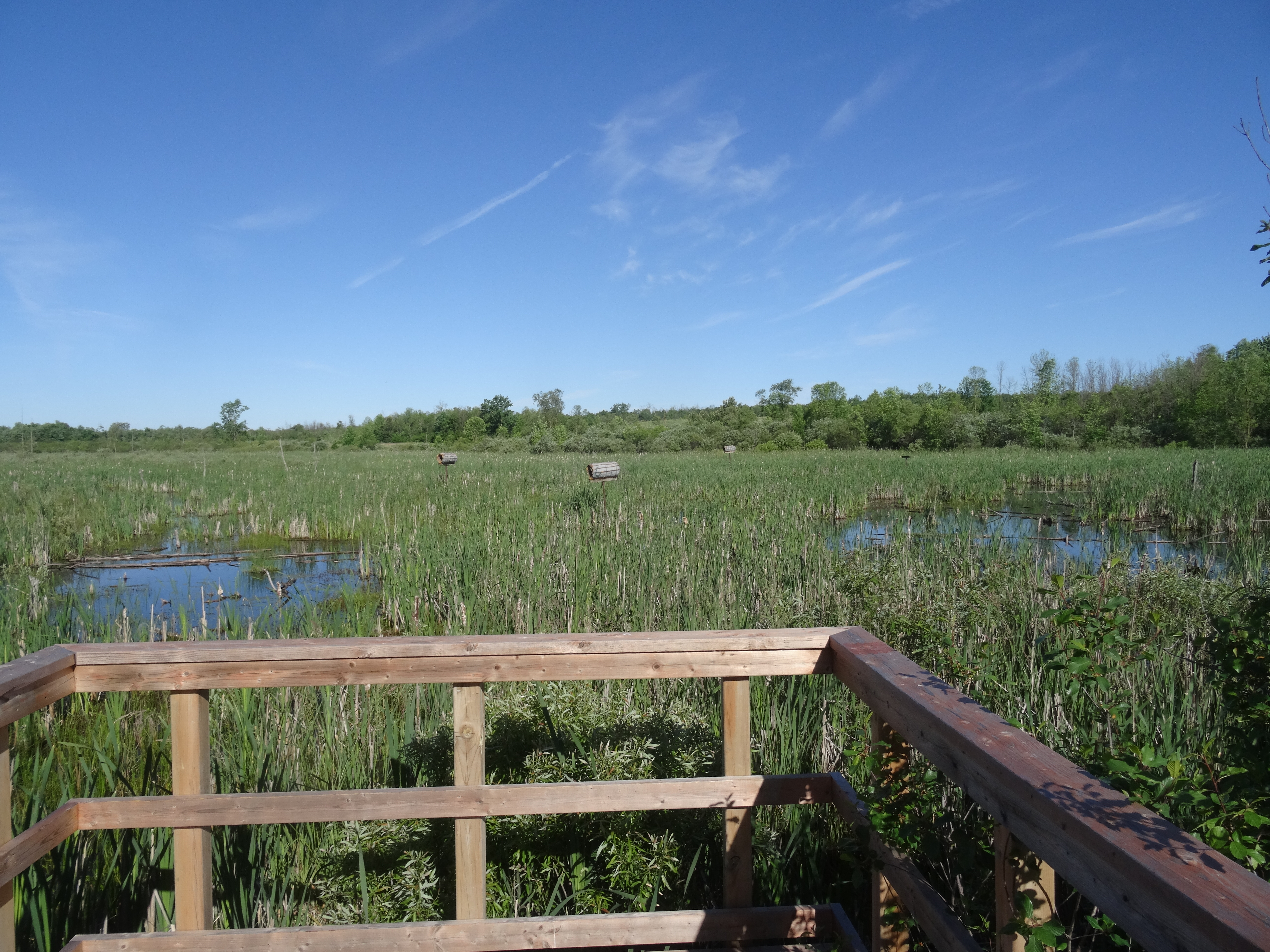 Ontario Birds and Wildlife