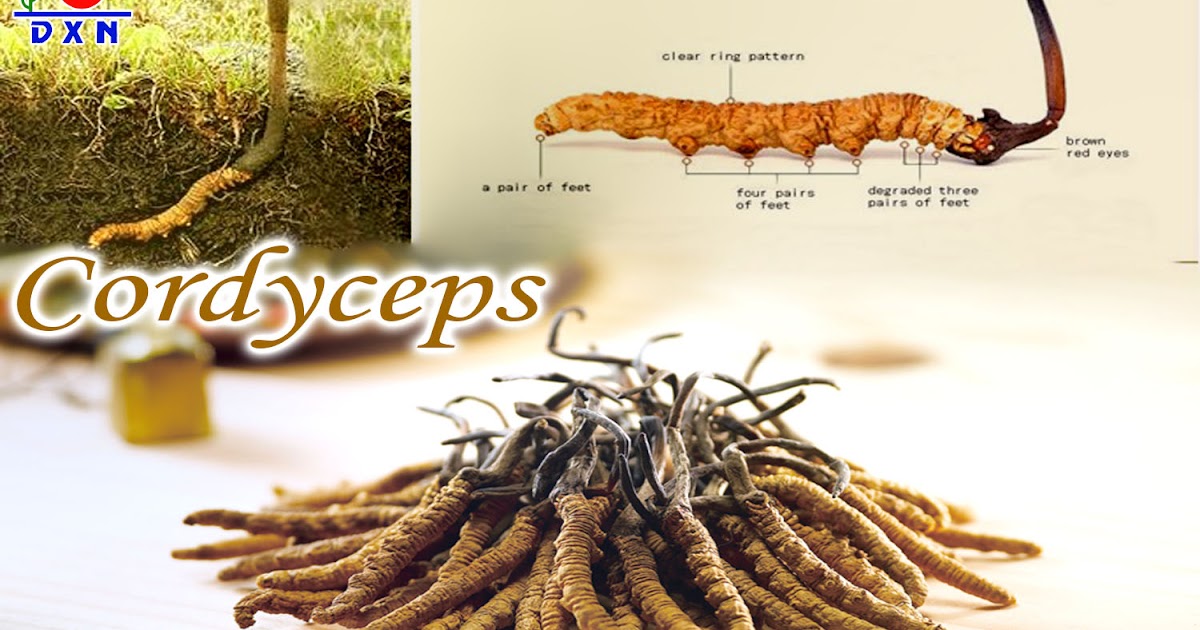 Hongo Cordyceps Sinensis: 10 Beneficios para nuestra Salud