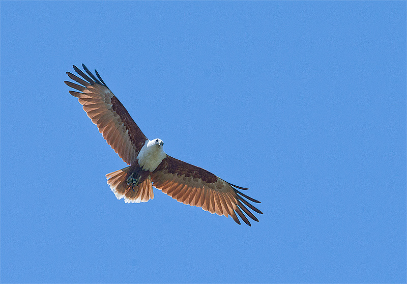 aus bird photography