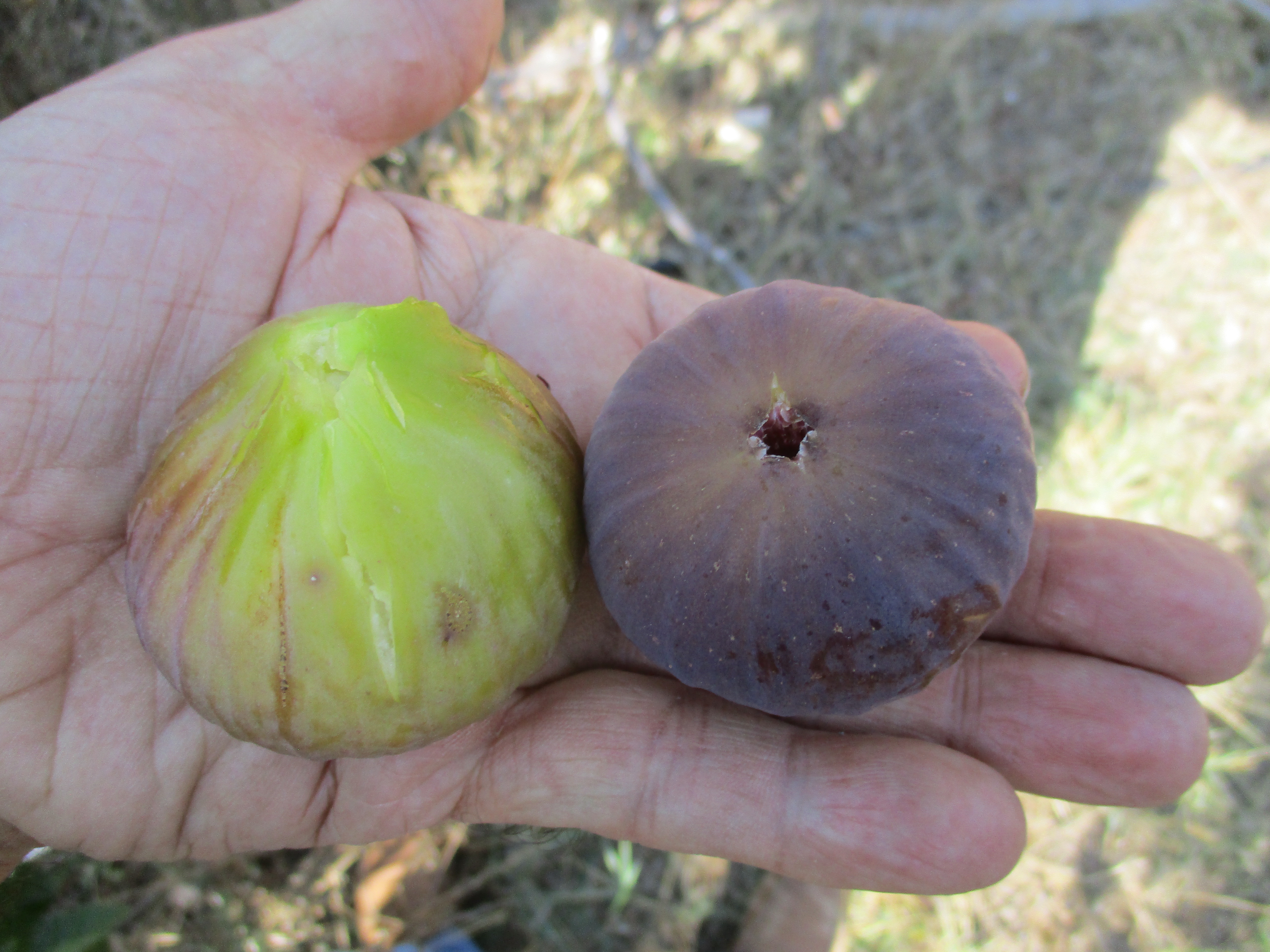 amicidellortodue: FICO TRIMONE