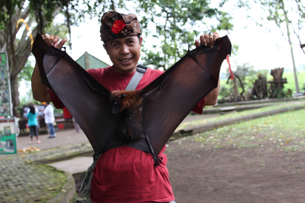 Exploratorii junglei. Umane.: TEMPLE SI LILIECI (3 mai)