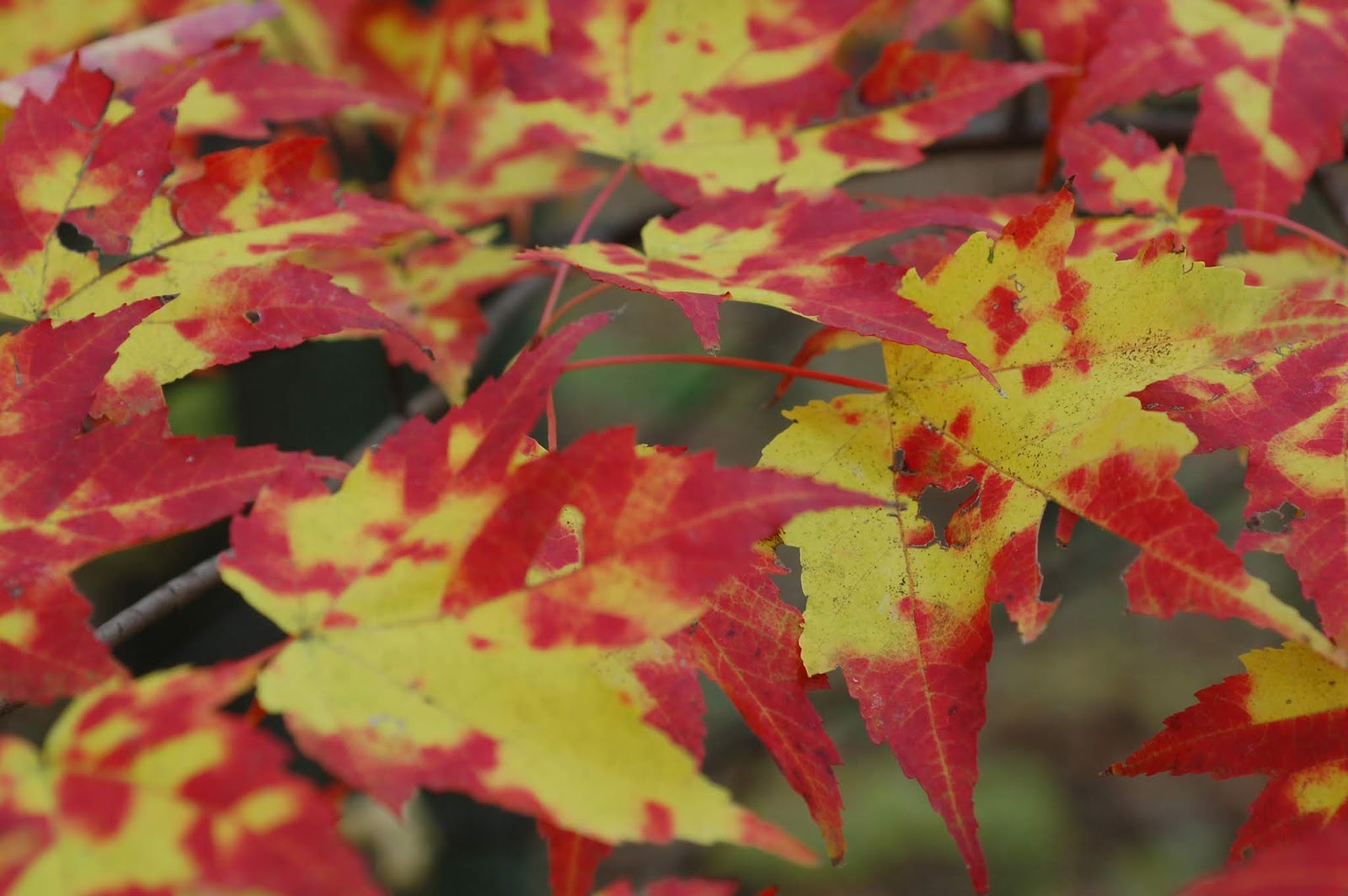 World of Irises: 2018