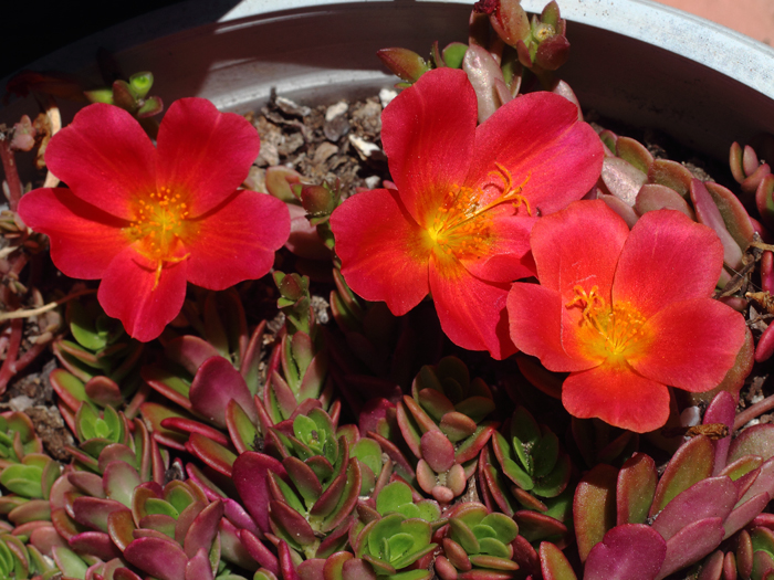 El Jardín Sucronense: Verdolagas de colorines