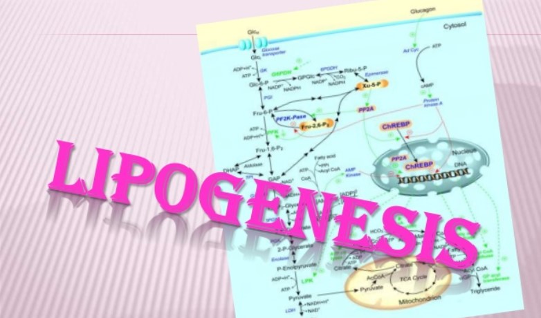 Big Fitness Project: De novo Lipogenesis (The Conversion of Carbs to ...