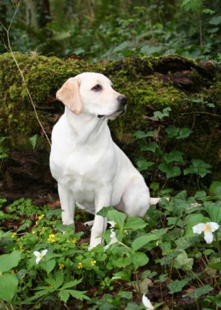 Cute&Cool Pets 4U: Cute White Puppies Pictures