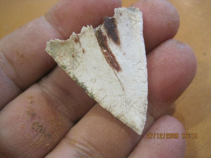 Biodiversity of Cyprus by NGO Protection of the Natural Heritage and ...