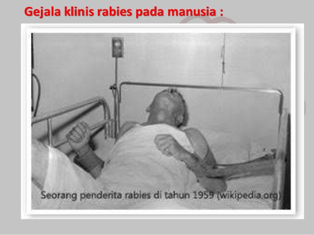 Mengenal 4 Stadium Terinfeksi Rabies, Ini Cara Pencegahannya - Lintas ...
