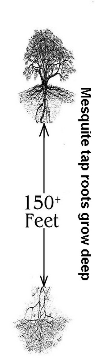 Earth's Internet & Natural Networking: Roots: 'Hydraulic Lift and ...
