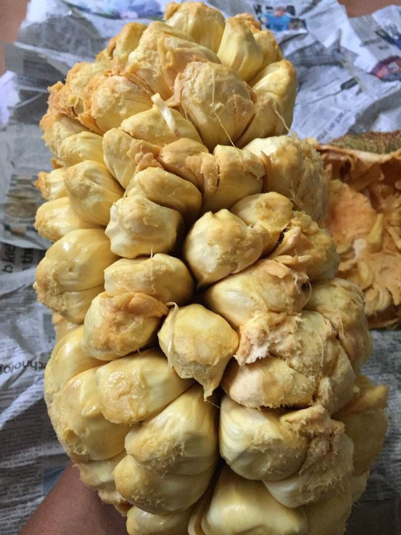 Buah Cempedak Di Luar Pagar