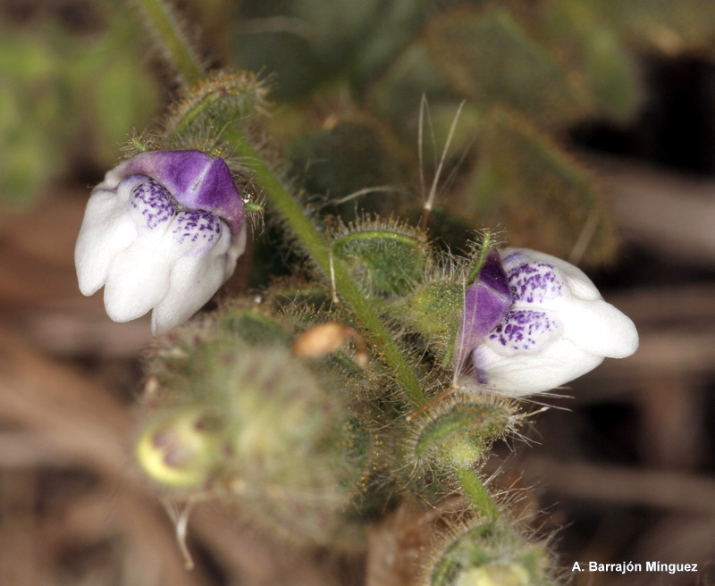 Naturaleza Viva: Kickxia lanigera (Desf.) Freih. & Hand.- Mazz. Fam ...