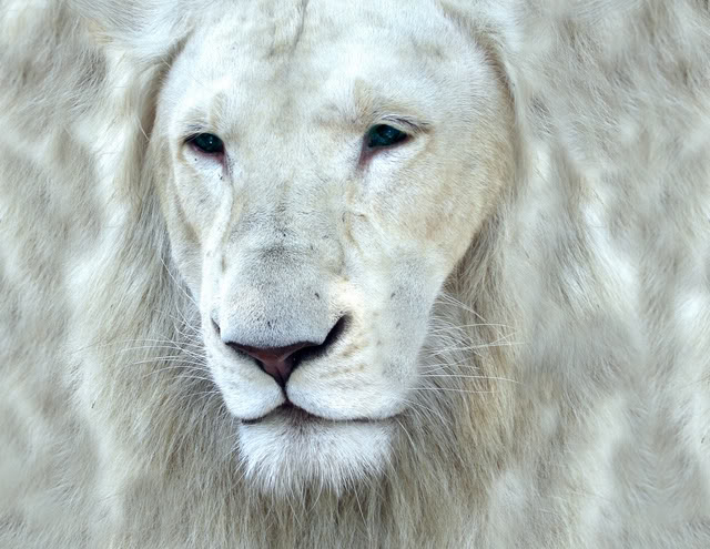 15 Beautiful White Animals [special photos] - Mind Science