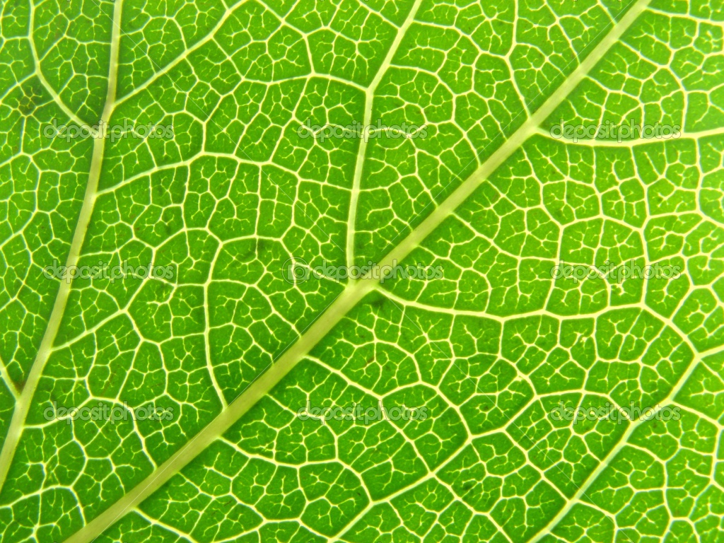 Our Beautiful World: Leaf vein