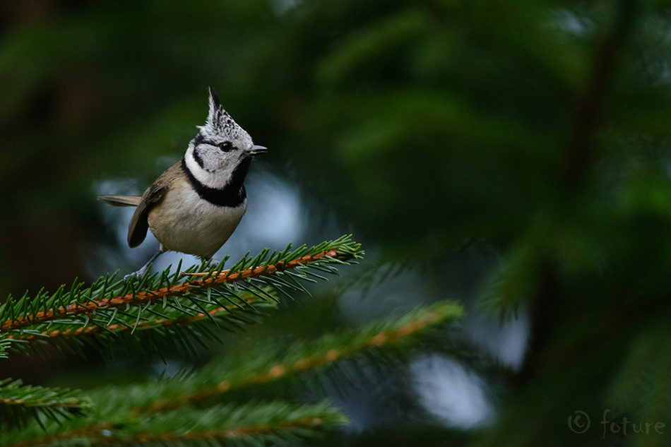 Foture: Tutt-tihane, Lophophanes cristatus