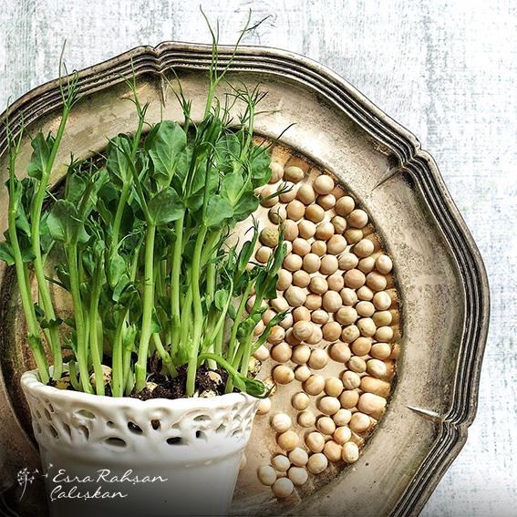 Fitik Asit (Fitat) İle İlgili Bilmeniz Gerekenler