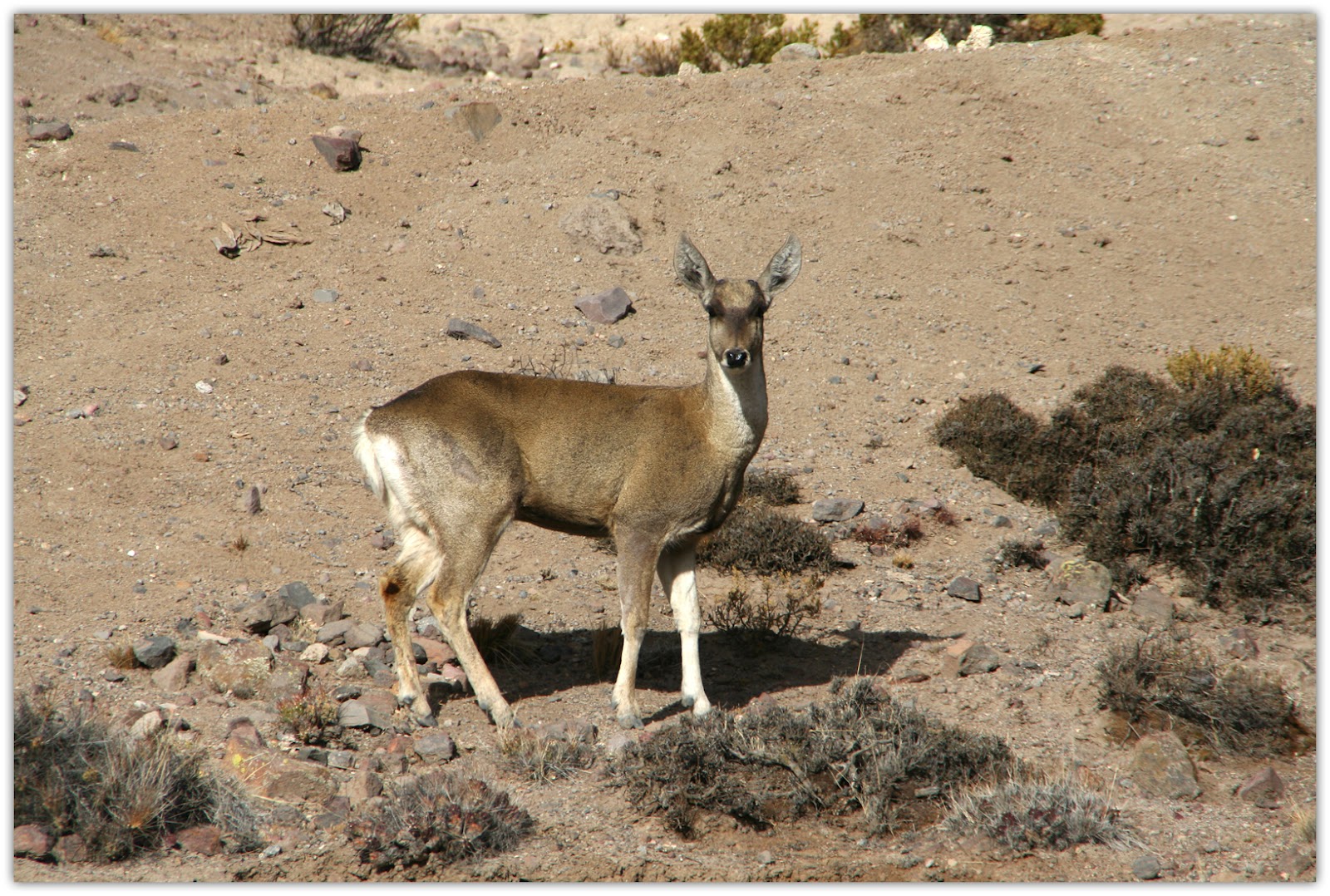 Gestion Ambiental del distrito de Torata: 2012