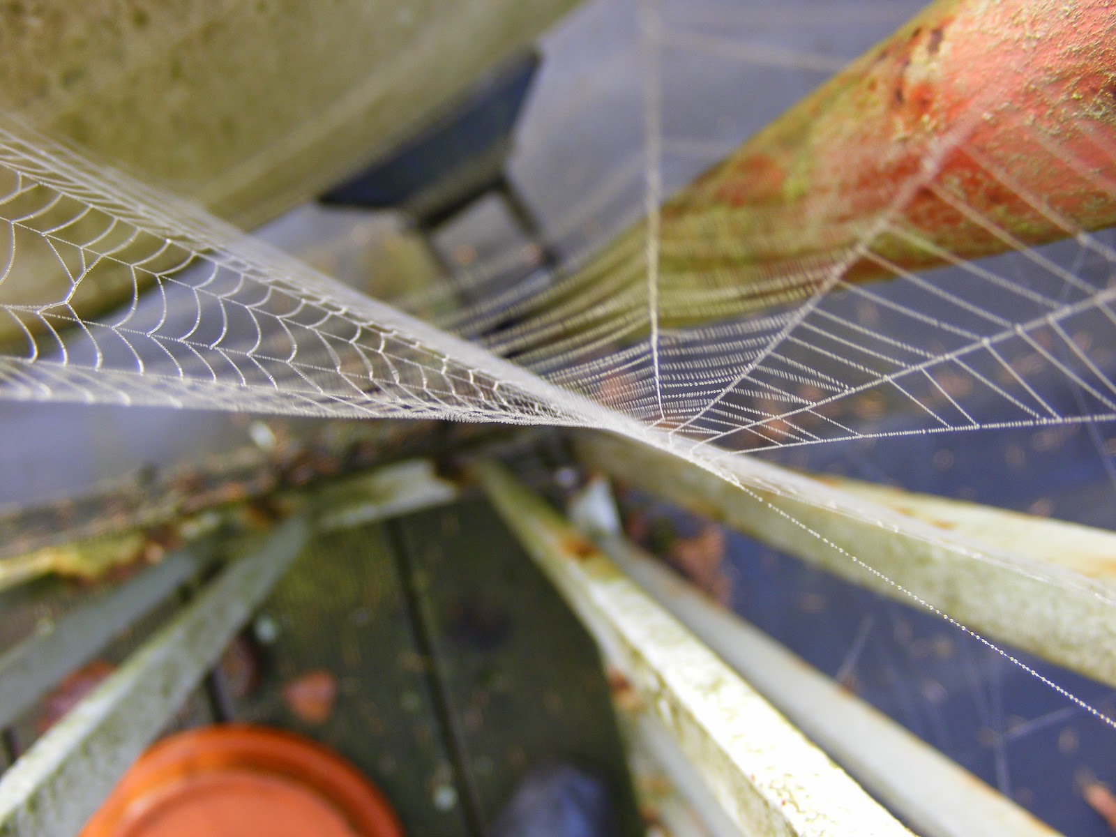 Spinnweben