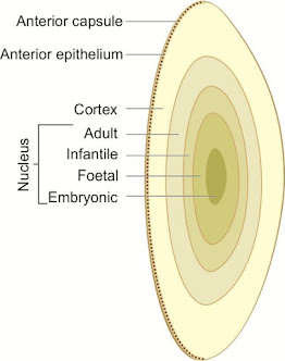 Intraocular lens of human eyes. (डोळ्यातील लेन्स)
