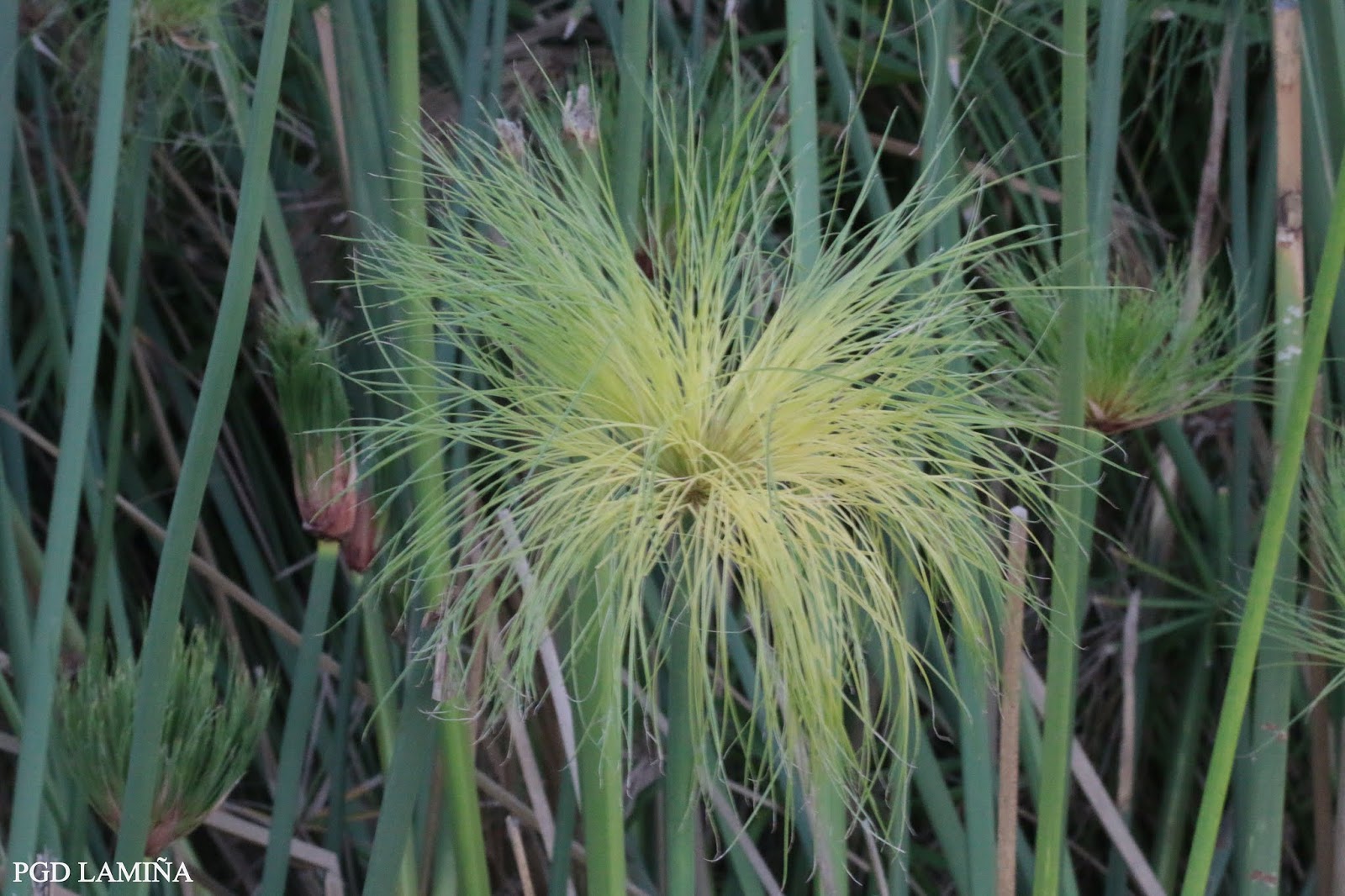 CYPERUS PAPYRUS, Cv. NANUS. papiro.