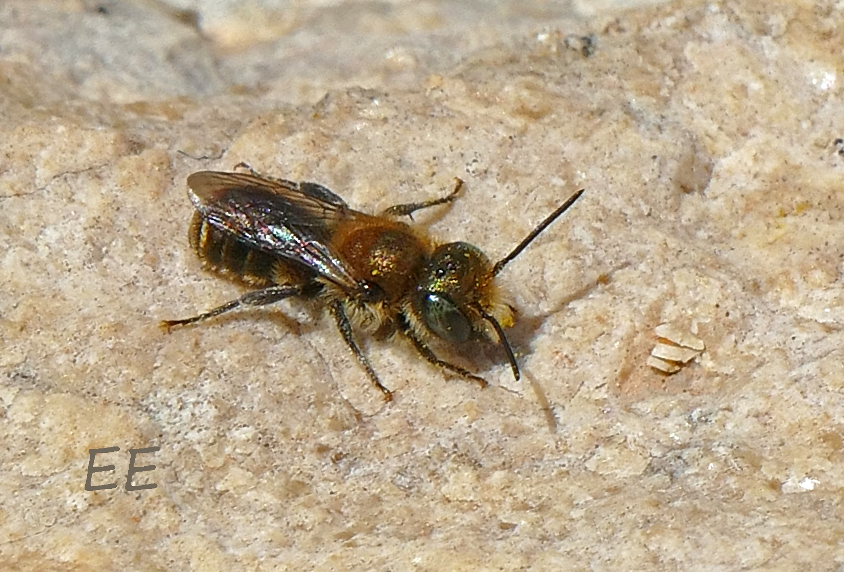 Mallorca es así también: Insectos de primavera en el jardín