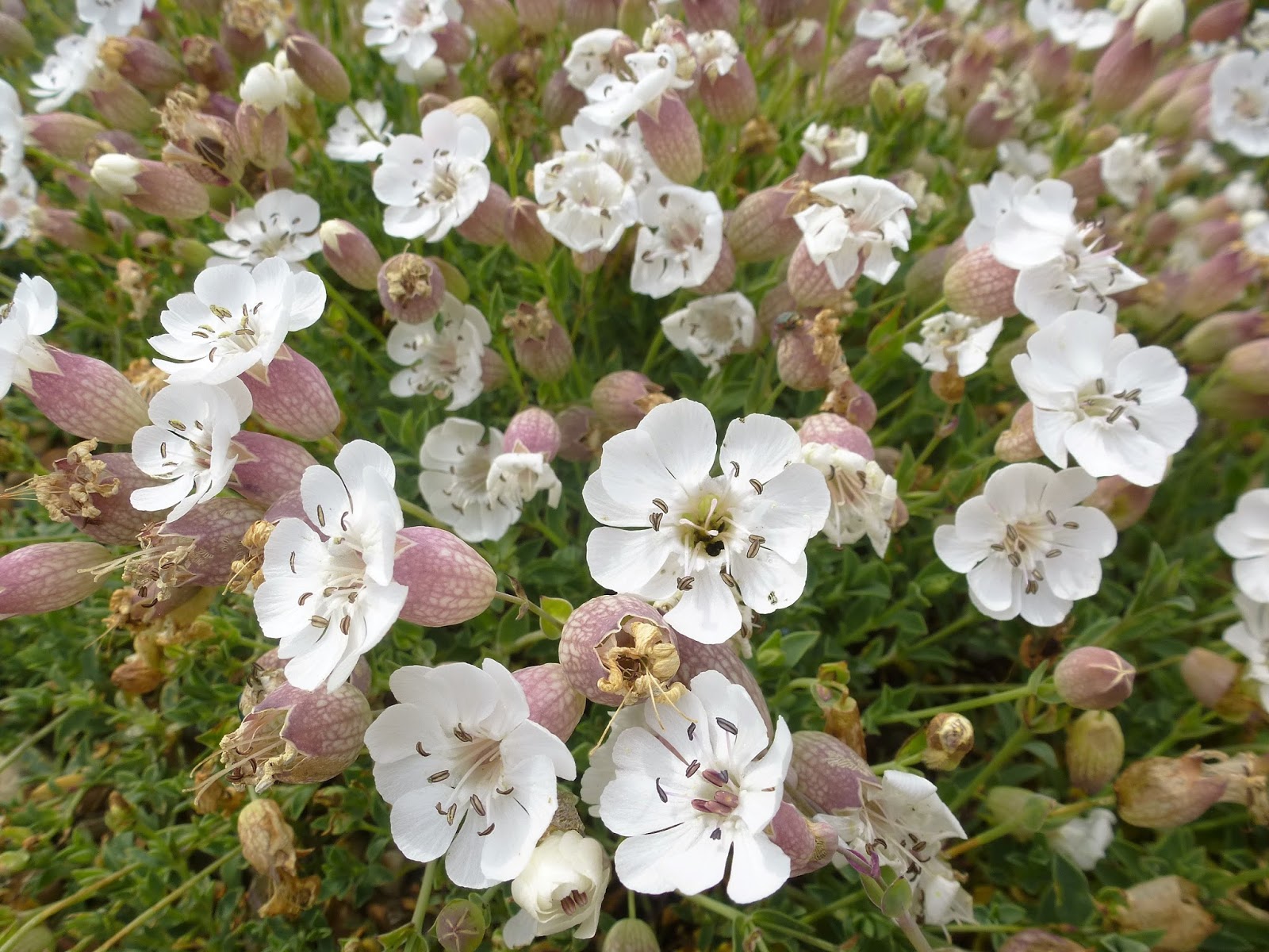 Coastal wild flowers