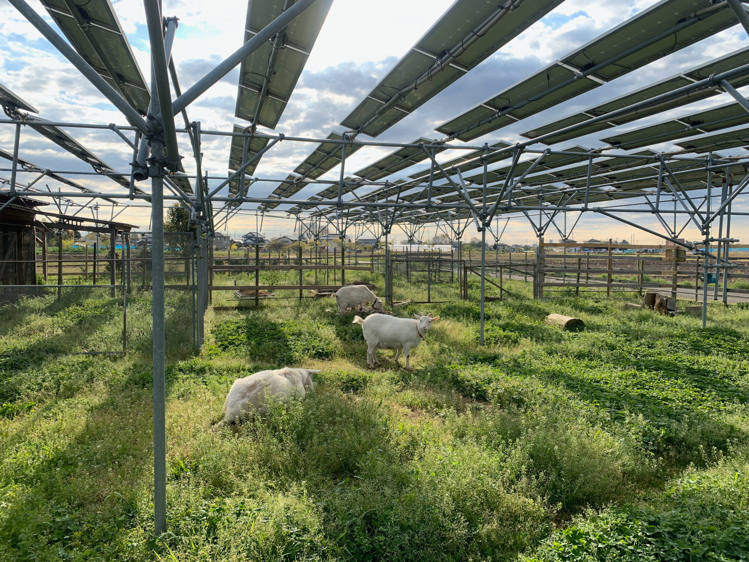 Solar Sharing - Solar panels, chickens and goats in Tsukuba, Japan ...