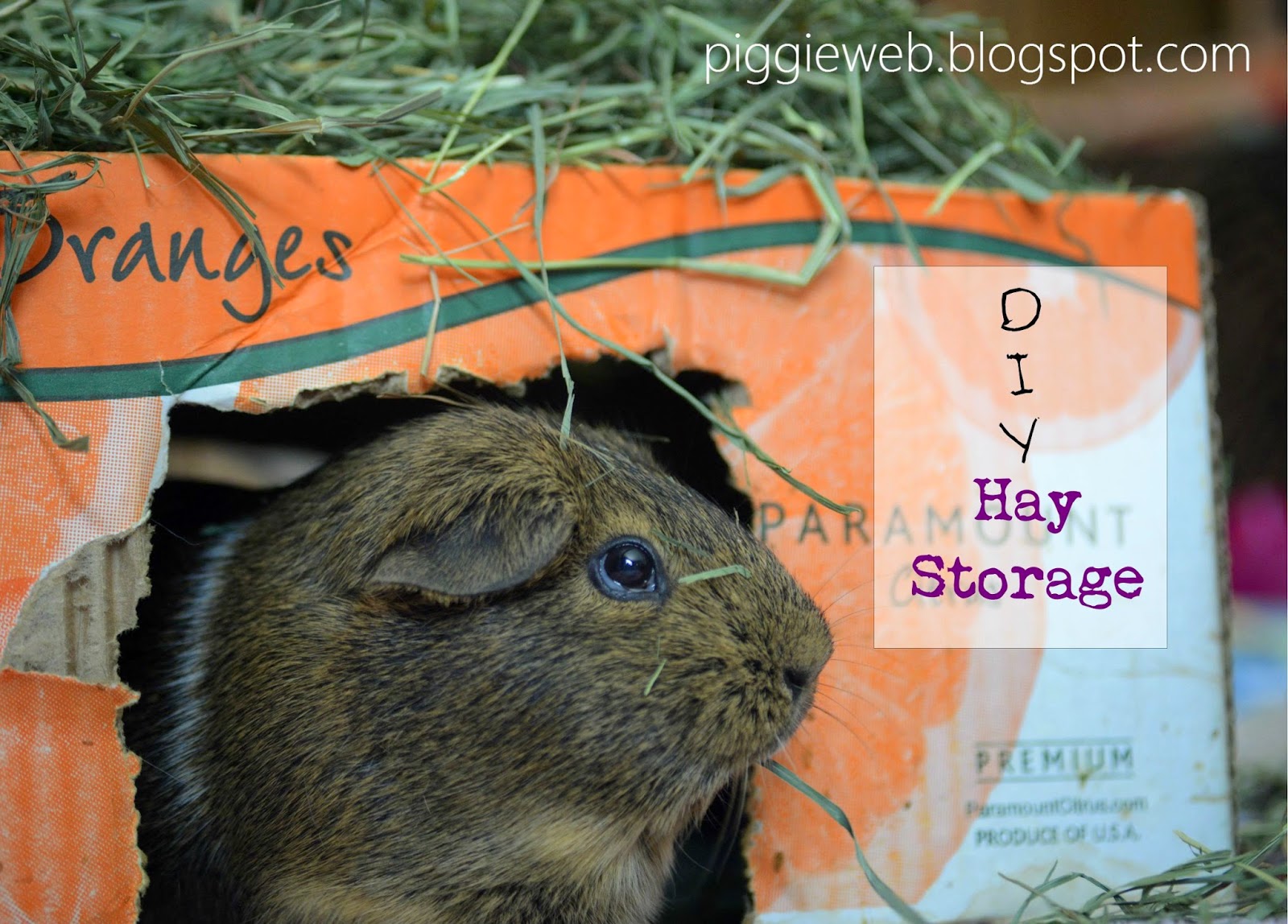 Piggie Web: DIY Hay Storage