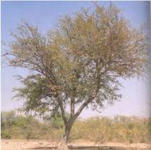 Argentina nativa: Mistol (Sarcomphalus mistol)