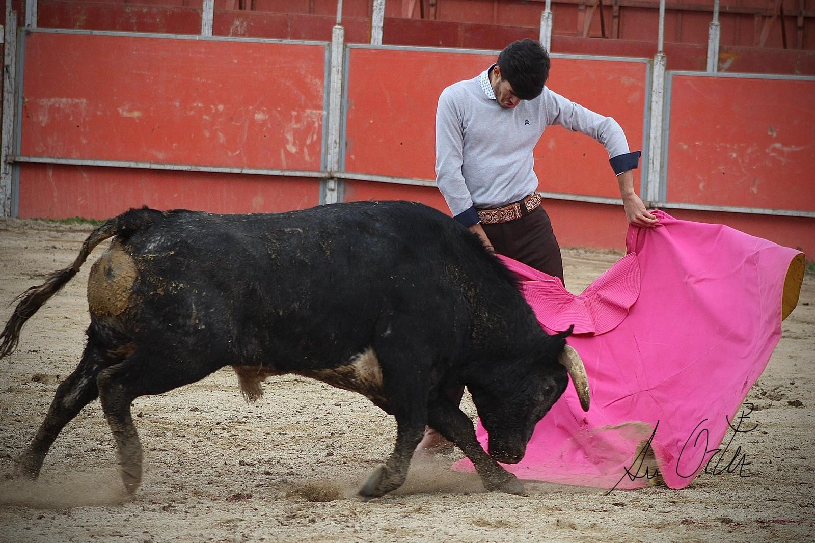 Toro, Torero y Afición: DICIEMBRE : ( 5º Festejo) Toros de Flor de Jara ...