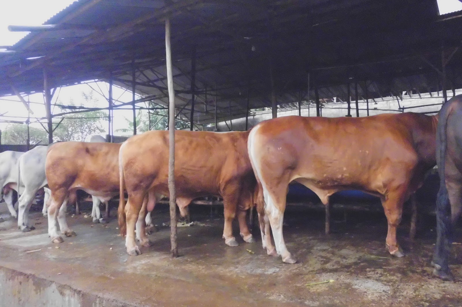Peternakan Sapi Limosin Di Jawa Timur - Bisnis Setiap Hari Peternakan Sapi Limosin Di Jawa Timur - Bisnis Setiap Hari