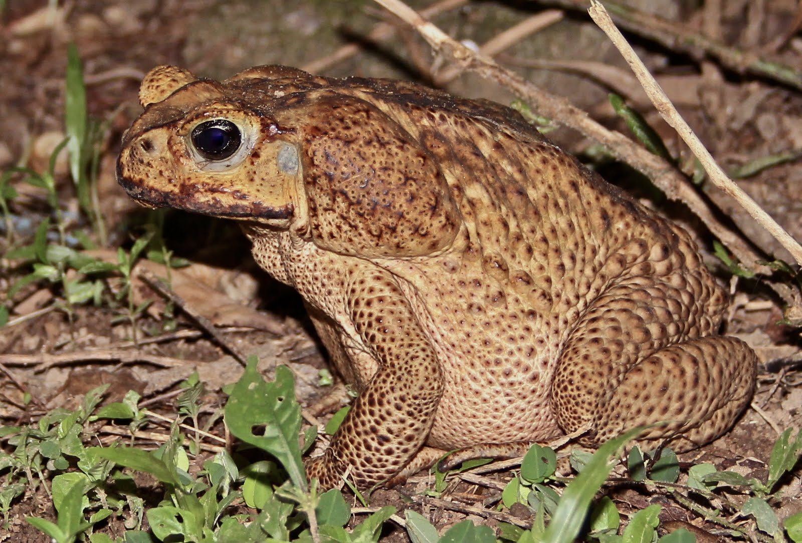 Par visu un par neko: Ko nozīmē krupja laizīšana