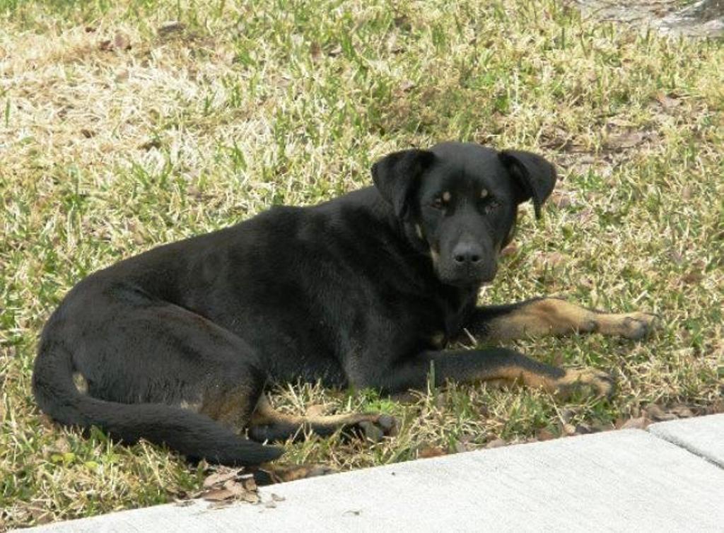 Barrio Watch Dog: Beloved Barrio Dog is Killed