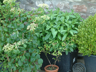 DOWN ON THE FUNNY FARM: Flobalobs, Furtling, and Fabulous Friends......